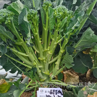 西兰苔种子芥兰西兰花青花菜四季