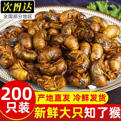 知了猴金蝉鲜活速冻商用