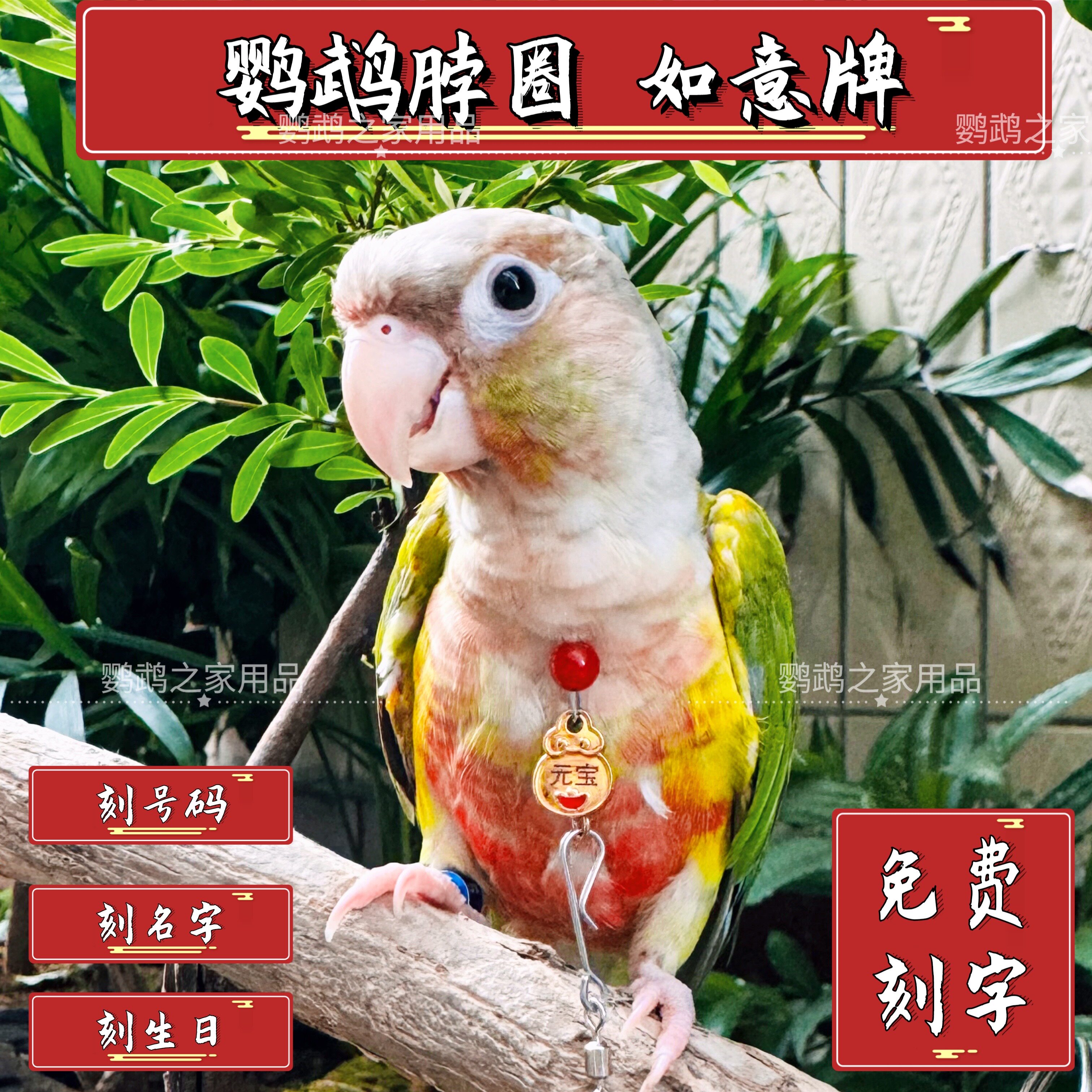 定制刻字不锈钢鹦鹉脖圈脚链适合牡丹玄凤小太阳和尚等户外拴鸟