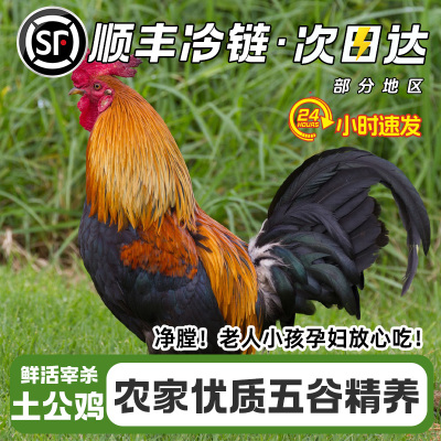 大公鸡鸡肉新鲜土鸡整只