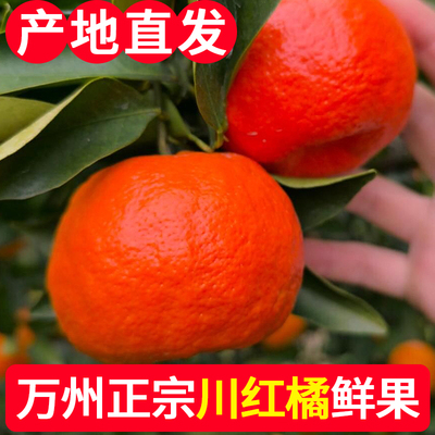 四川古红桔川红橘小柑新鲜陈皮孕妇水果大红袍正宗重庆万州柑子
