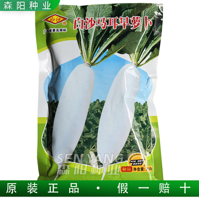 白沙马耳早萝卜秋季早中熟南畔洲