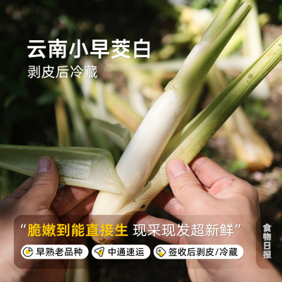 云南小早茭白低卡饱腹蔬菜