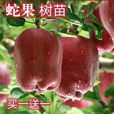 新品种蛇果苹果树苗正宗树苗苹果苗当年结果南方北方种植果树盆栽