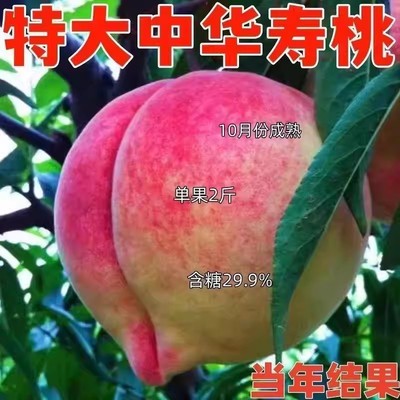 中华寿桃嫁接桃树苗特大