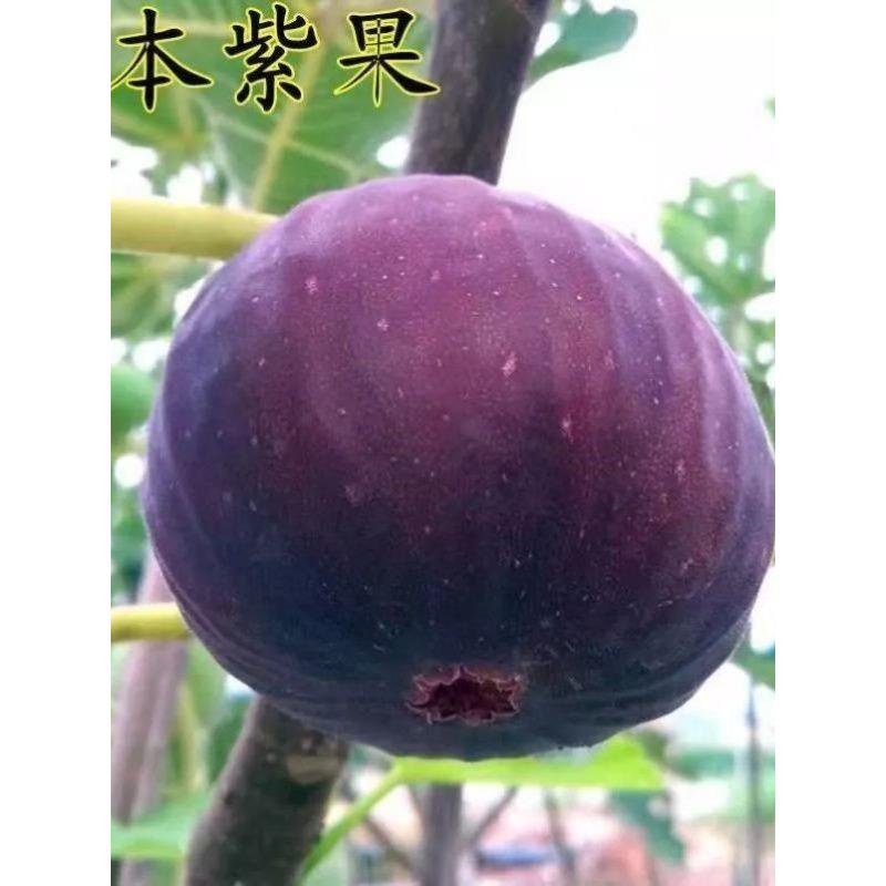 种日本紫果无花果树苗南方北方种植特大当年结果抗寒盆栽地栽果苗