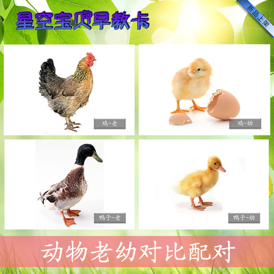 动物老幼训练塑封ABA特教卡