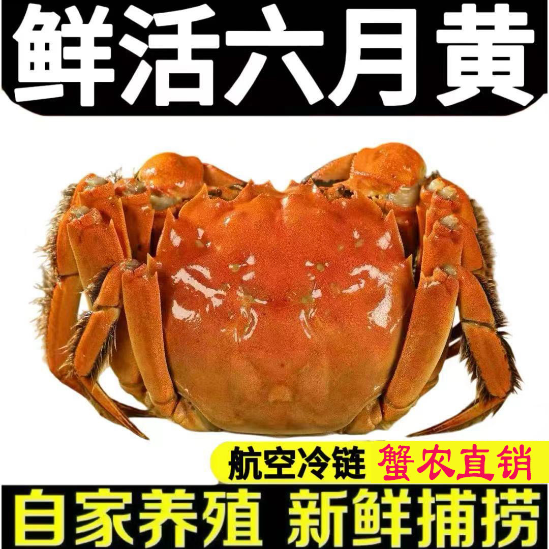 活蟹鲜活大闸蟹螃蟹河蟹毛蟹香辣蟹固城湖产地直发毛蟹苏州