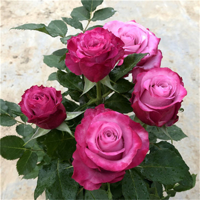 嫣然玫瑰花苗多头丰花