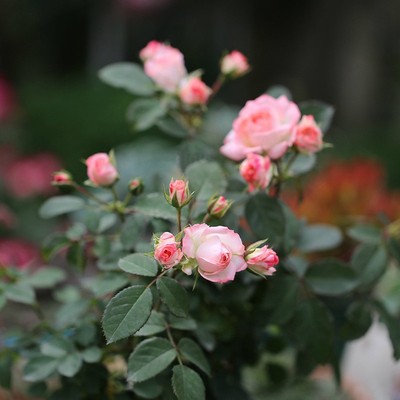 荷兰阳台微月 白桃妖精 灌木多花微型月季花苗多季开玫瑰花卉盆栽