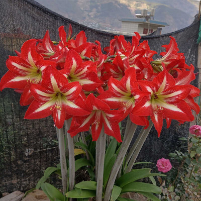 Sale of domestically produced Hippeastrum bulbs,easy togrow