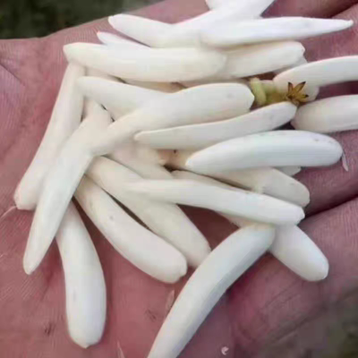 新疆牙签生瓜子葵花籽新货阿克苏马牙白皮瓜子散装原味