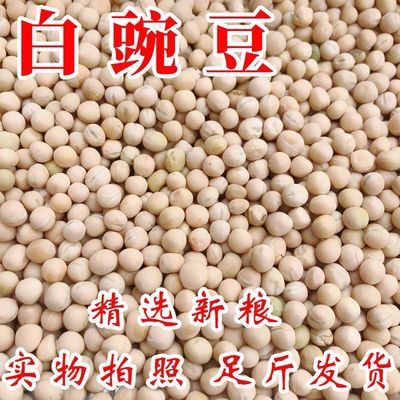 白豌豆种仔无转基因老品种粮食种高产睌熟有须品种大田菜园播种
