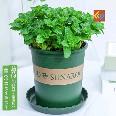 Fresh mint potted mint leaves office green plant herb plants