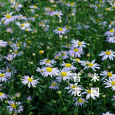 狭叶马兰花镜植物高杆耐寒宿根