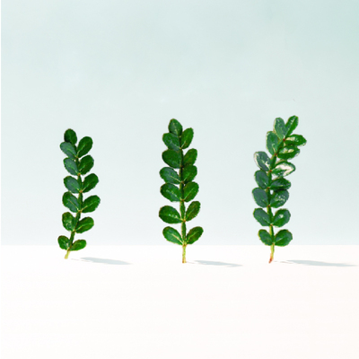 胡椒木清香木基地蛋糕装饰包邮