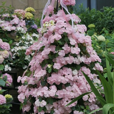 D逃跑新娘粉色爬藤绣球花期长室内室外地栽盆栽阳台2加仑盆