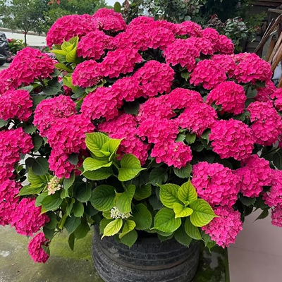 D玫红妈妈玫红色大花绣球多花头起花期长室内室外地栽盆栽3加仑盆