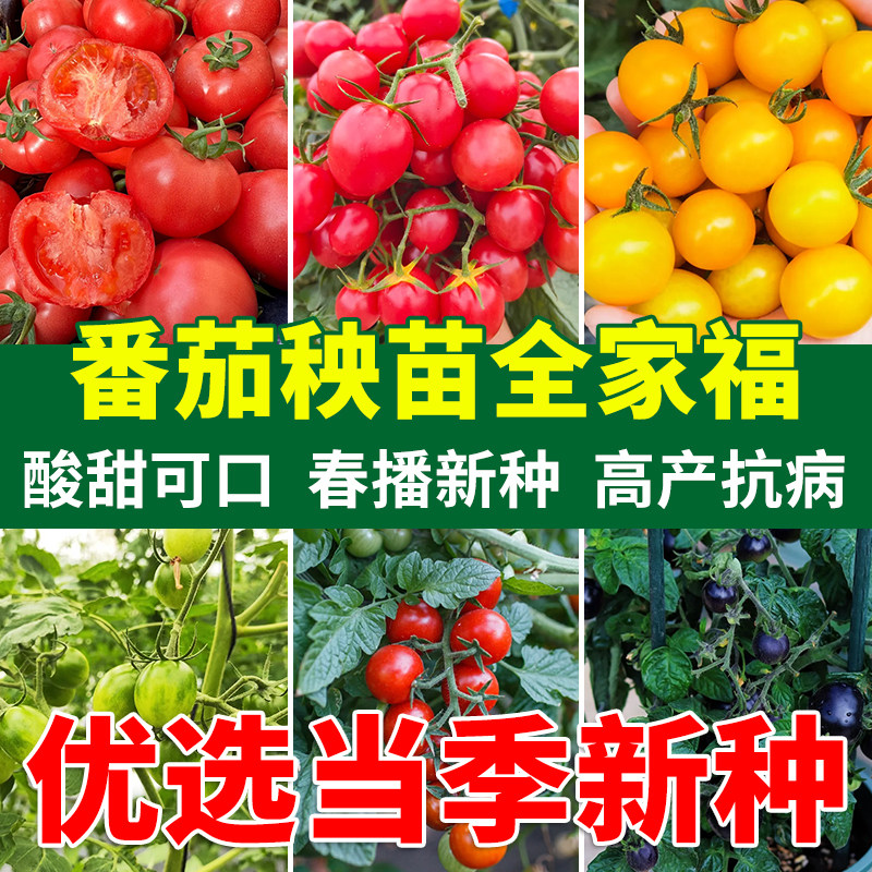 番茄苗秧矮生西红柿黑珍珠樱桃草莓瀑布阳台盆栽四季种植蔬菜水果