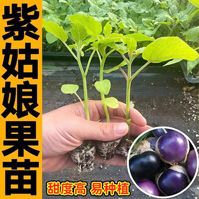 寿光观赏食用紫姑娘果苗