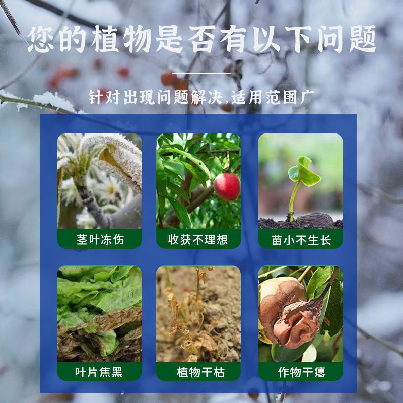 植物防冻剂冬季蔬菜大蒜白菜果树花卉树木通用农作物抗寒防冻液
