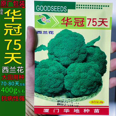华冠75天10g西兰花青绿花菜种子