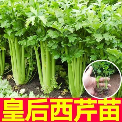 正宗法国皇后西芹菜苗四季耐寒