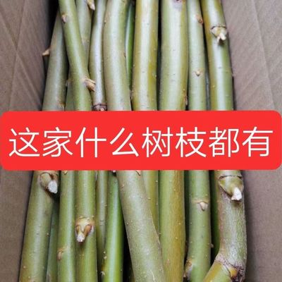 柳树枝核桃树枝桑树枝洋槐树枝桃树枝榆树枝苦楝树枝杨树枝枸杞枝