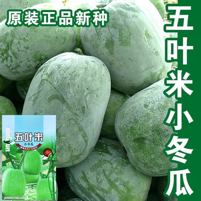 五叶米小冬瓜种子春秋速生搭架早熟东瓜种子肉厚腔小高产冬瓜种子