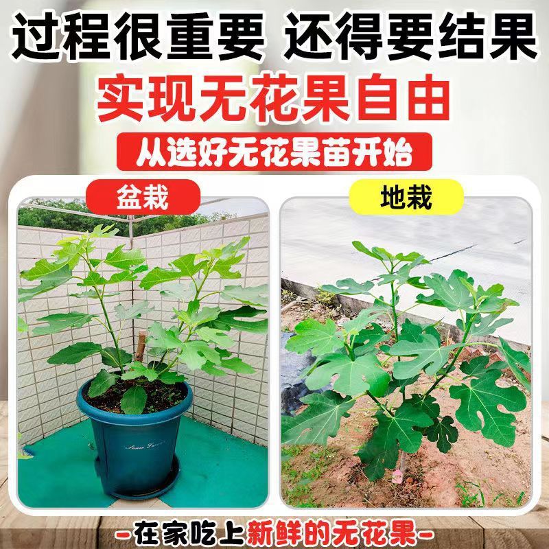 无花果树果苗盆栽特大果波姬红矮化水果苗庭院阳台南北方种植耐寒