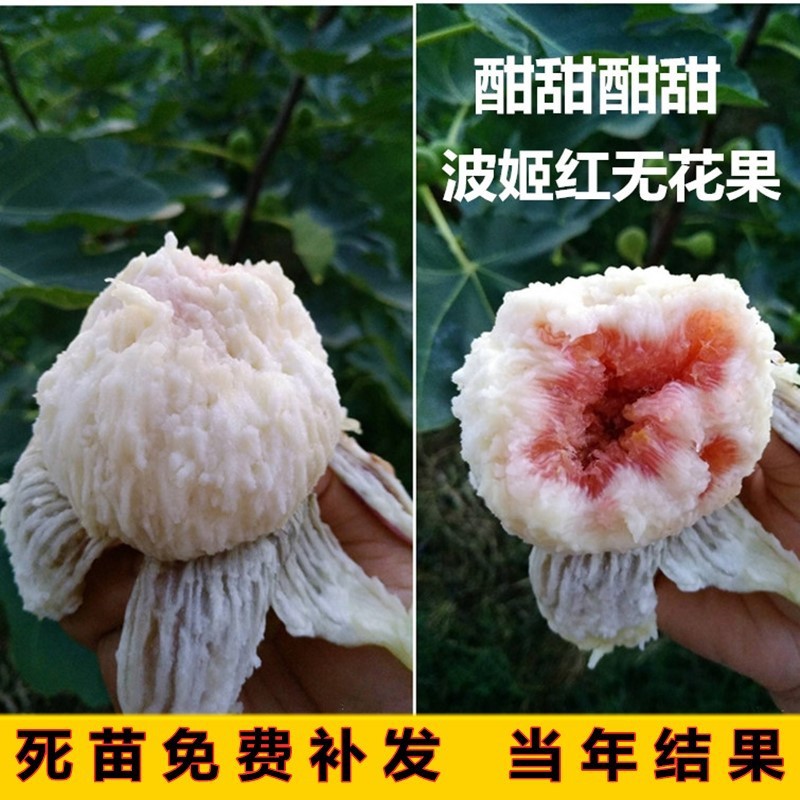 无花果苗带土四季盆栽当年结果超大特大波姬红矮化中紫无花果苗树