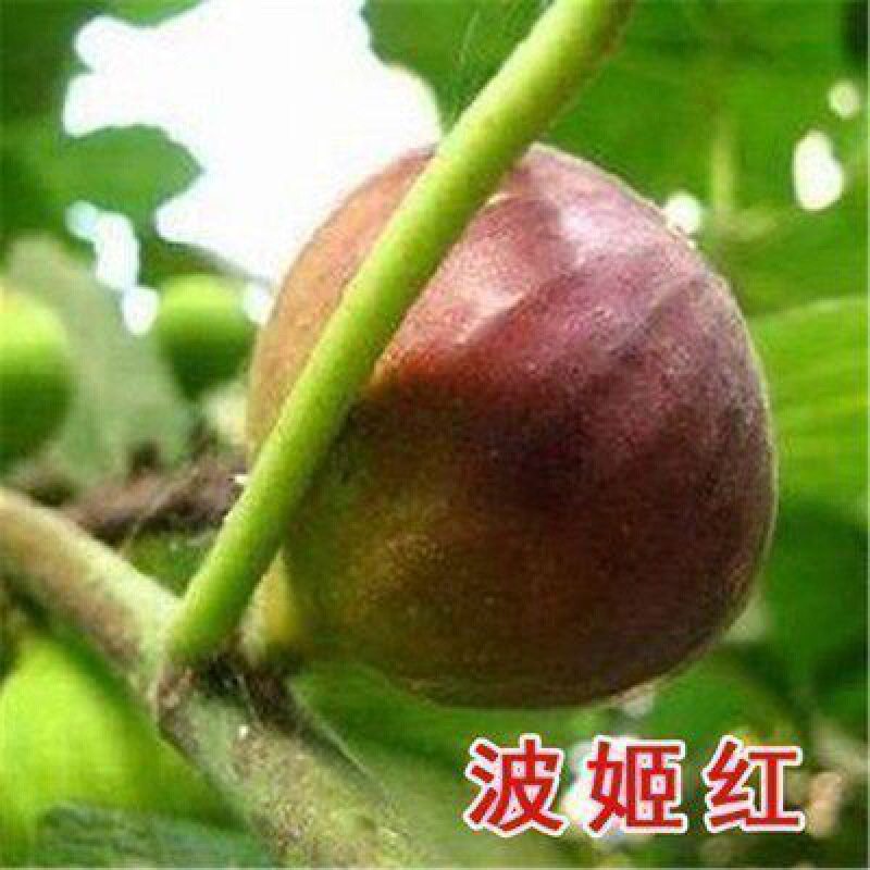 无花果苗四季矮化盆栽青皮红肉当年结果南北方种植特大无花果树苗