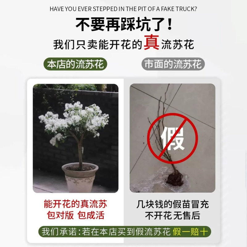 流苏树苗四月雪盆栽嫁接桂花树庭院梦幻流苏花油根子风景树庭院