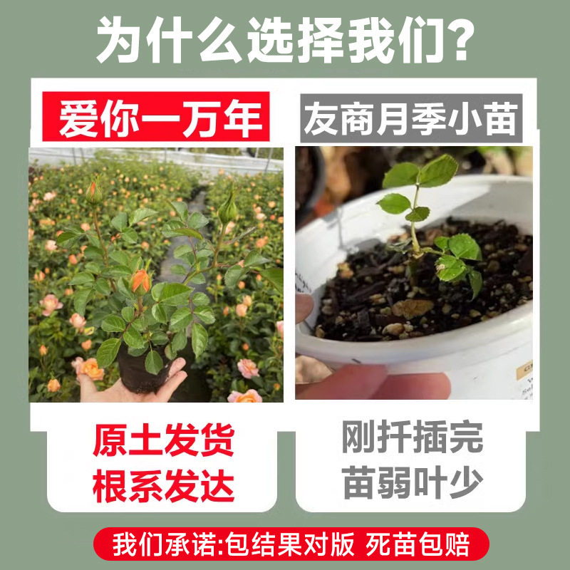 藤本花卉月季花小苗特大花阳台花卉庭院爬藤植物玫瑰盆栽蔷薇花苗