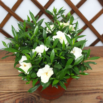 The fragrant gardenia seedlings bloom all year round.
