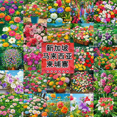 Various Flower Seeds for Sale塑料