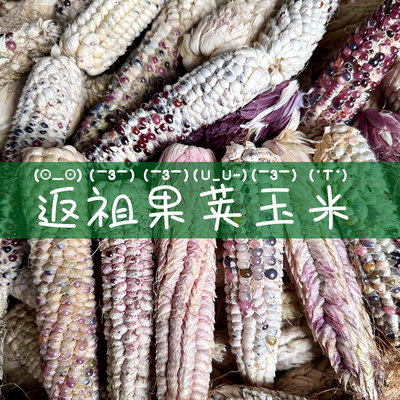 返祖果荚文玩玉米摆件