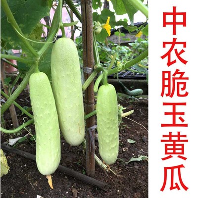 海阳白玉水果黄瓜种子中农脆玉黄瓜种籽春秋季四季阳台盆栽蔬菜孑