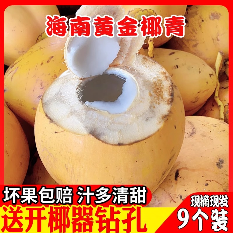 海南新鲜黄金椰子9个装带皮椰青红椰孕妇补羊水金椰当季热带水果