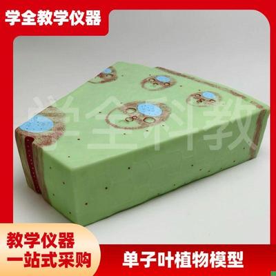 单子叶植物茎模型细胞模型子叶植物茎构造纵横切面细Z胞组织模型