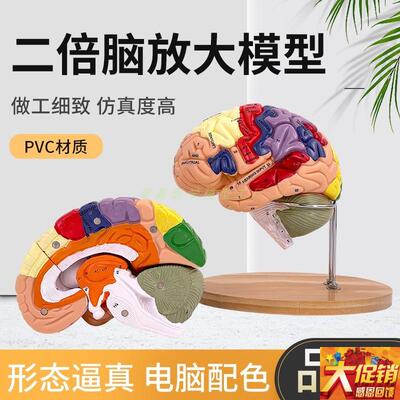 2倍放大脑功能分区 医q学人体大脑解剖模型拆卸动脉血管颅底神经