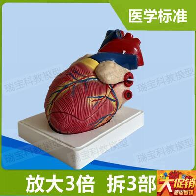 人体心脏模型多种k款式可拆卸肺主动脉瓣膜心房B超教学医用解剖标