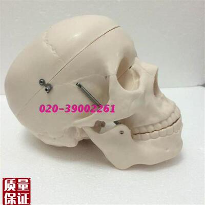 自然大头骨医用教学模型人体头骨模T型11头颅骨模