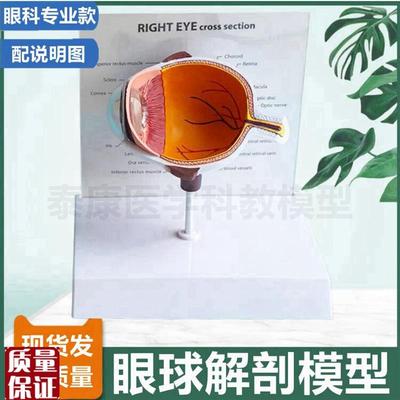 眼底模型视网膜血管神经虹膜晶状体巩膜眼睛构造眼Y科医患白内