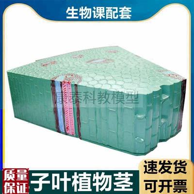 单子叶植物茎模型叶子构造双子叶桃花I可拆卸中学生物课仪器教学