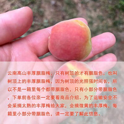 云南高成熟丰厚梅百草萝个子大