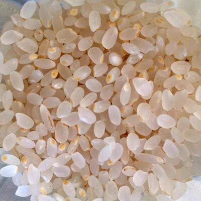 丑米崇明岛胚芽米鸭稻米粥蟹田老种胚芽米低糖46南粳米大米饭