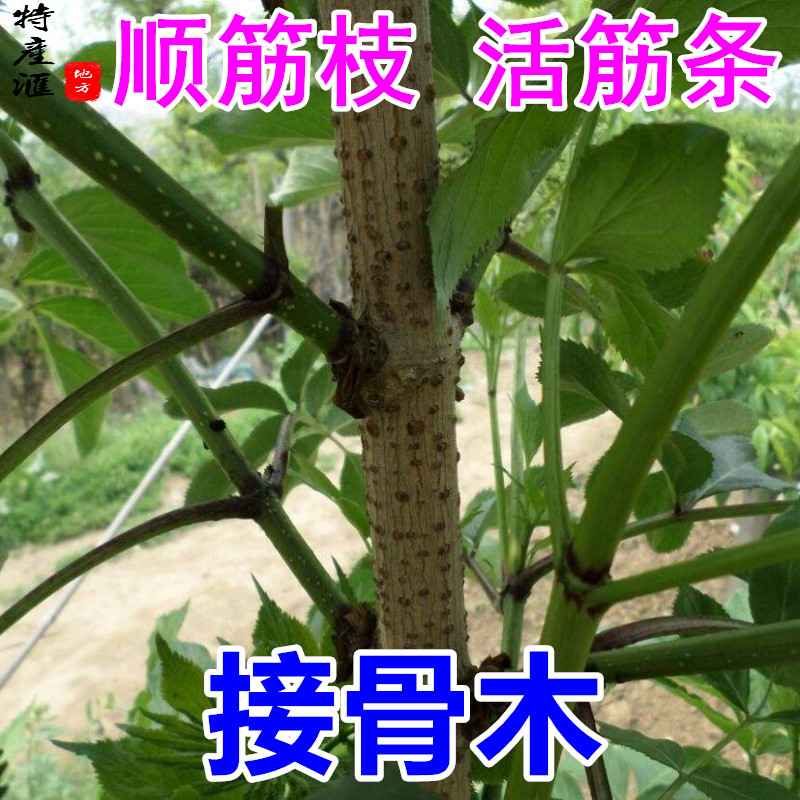 新鲜接骨木500g包邮 顺筋枝 活筋条接骨风关节损伤手脚扭伤中药材