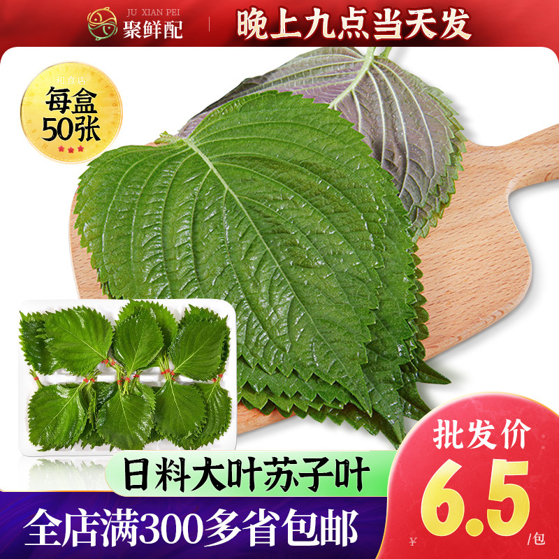 新鲜苏子叶 紫苏叶日式料理摆盘装饰材料 紫苏包肉天妇罗紫苏虾滑