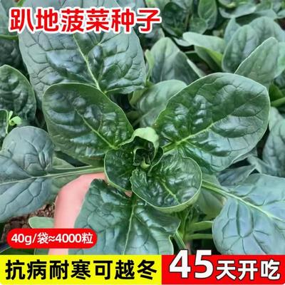 趴地菠菜种子耐寒耐热老品种青菜